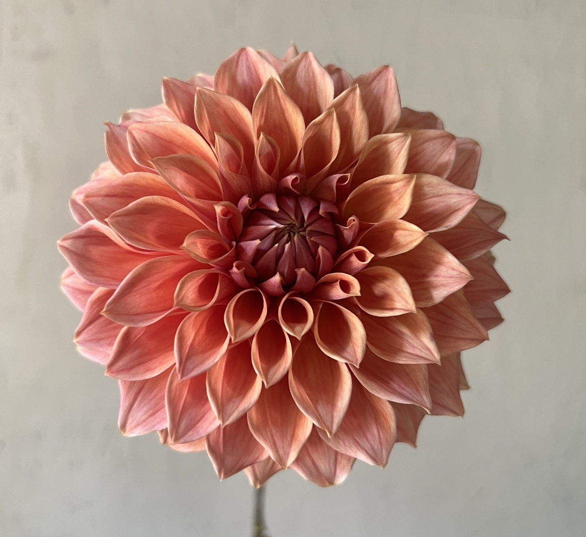 Hy Patti - HARMONY IN BLOOMS