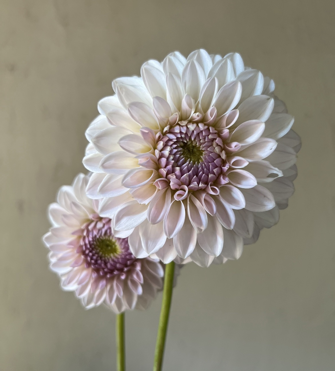 Bloomquist Tory P - HARMONY IN BLOOMS