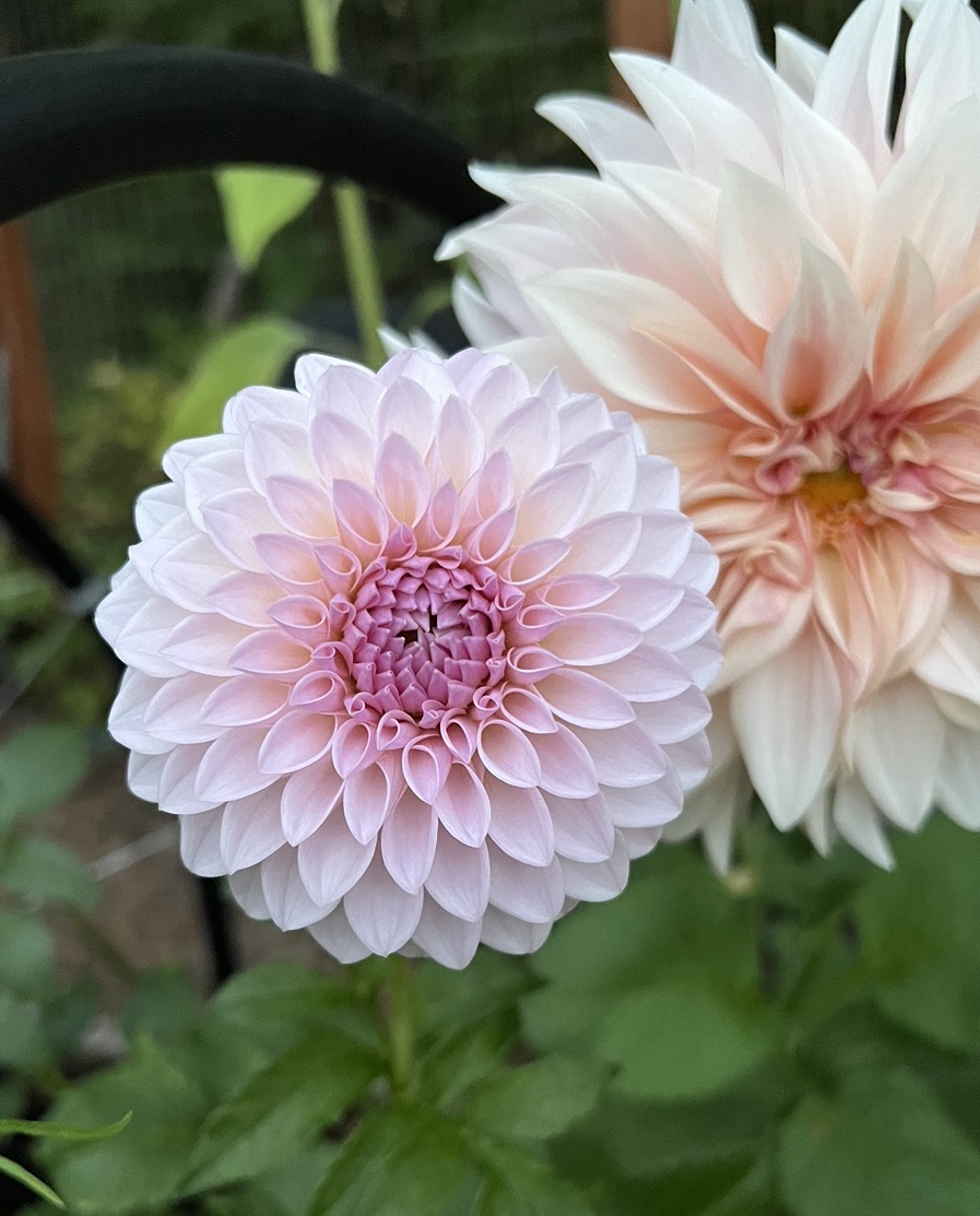 Bloomquist Tory P - HARMONY IN BLOOMS