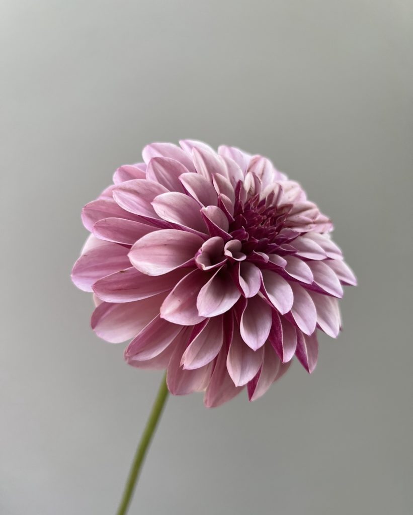 Salish Twilight Girl - HARMONY IN BLOOMS