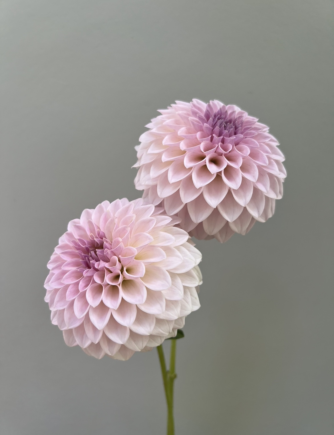Bloomquist Tory P - HARMONY IN BLOOMS