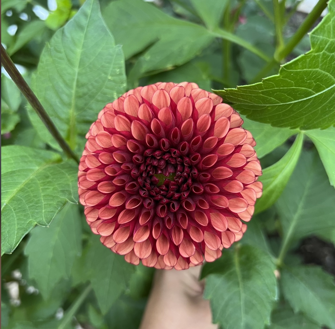 Copper Boy - HARMONY IN BLOOMS