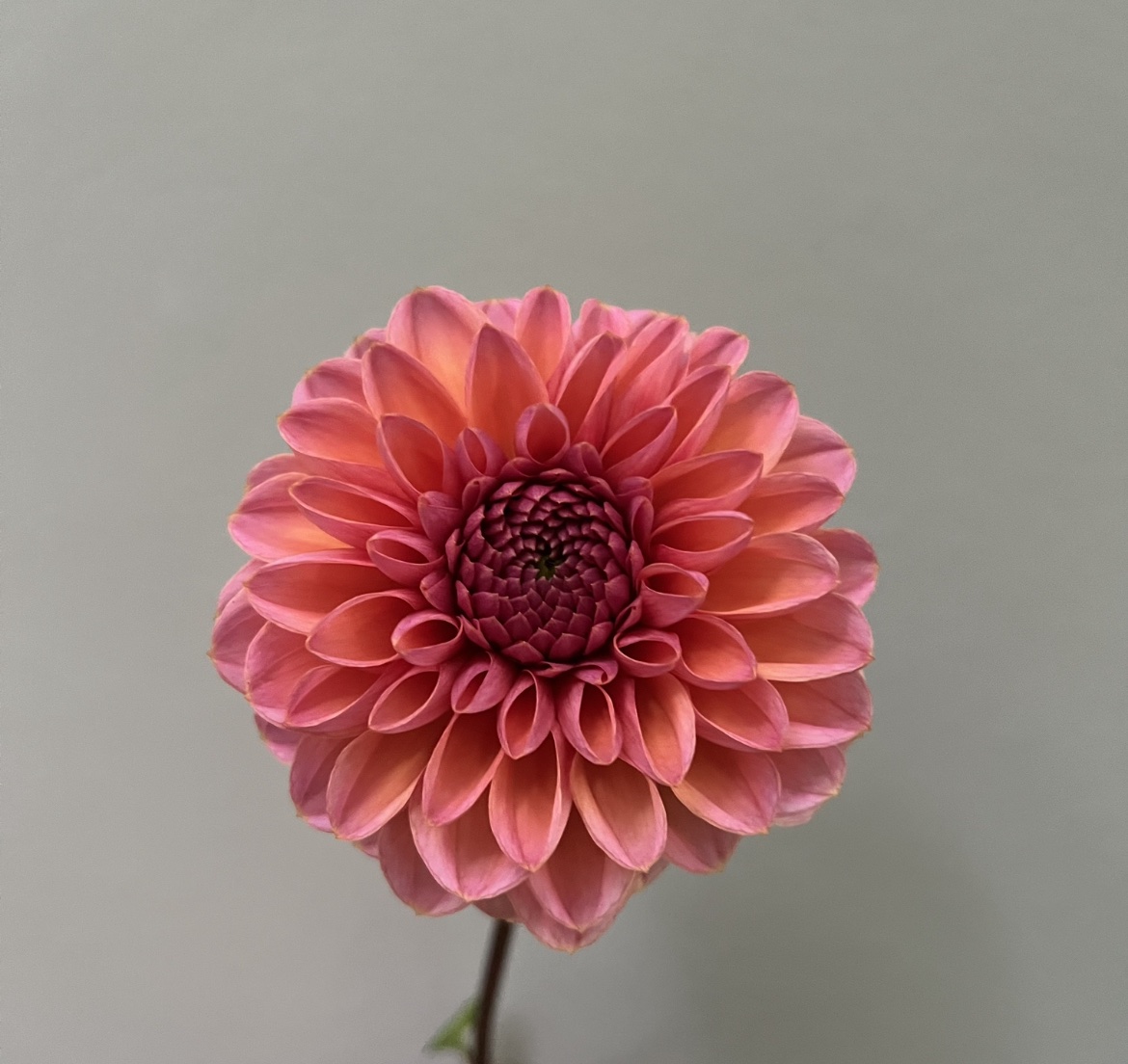 Daisy Duke - HARMONY IN BLOOMS