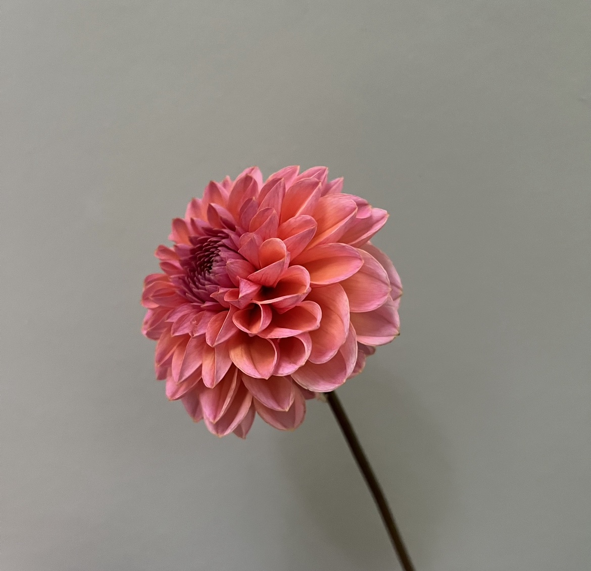 Daisy Duke - HARMONY IN BLOOMS