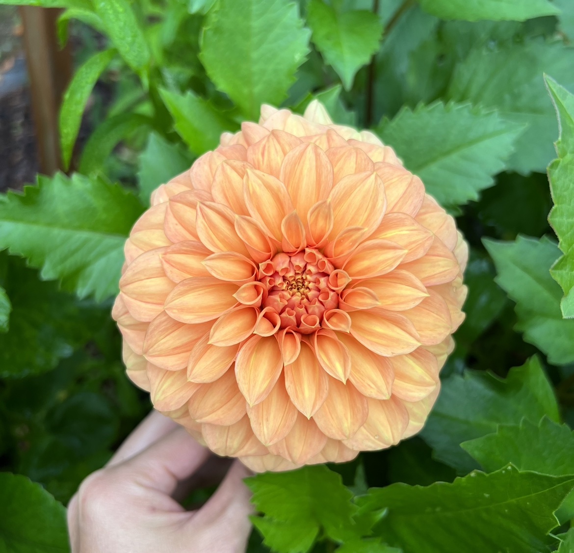 Bracken Palomino - HARMONY IN BLOOMS
