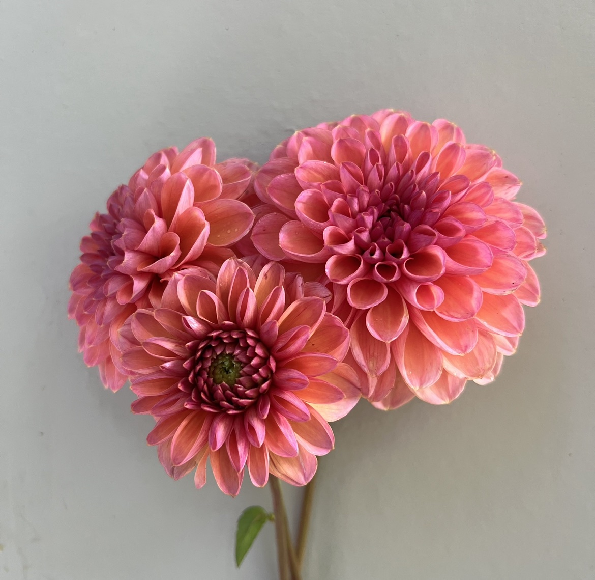 Daisy Duke - HARMONY IN BLOOMS