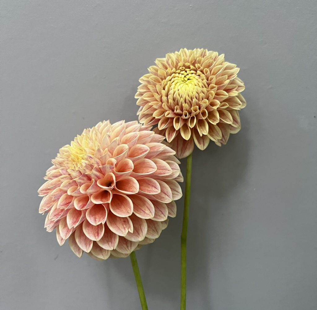Sweet Suzanne - HARMONY IN BLOOMS