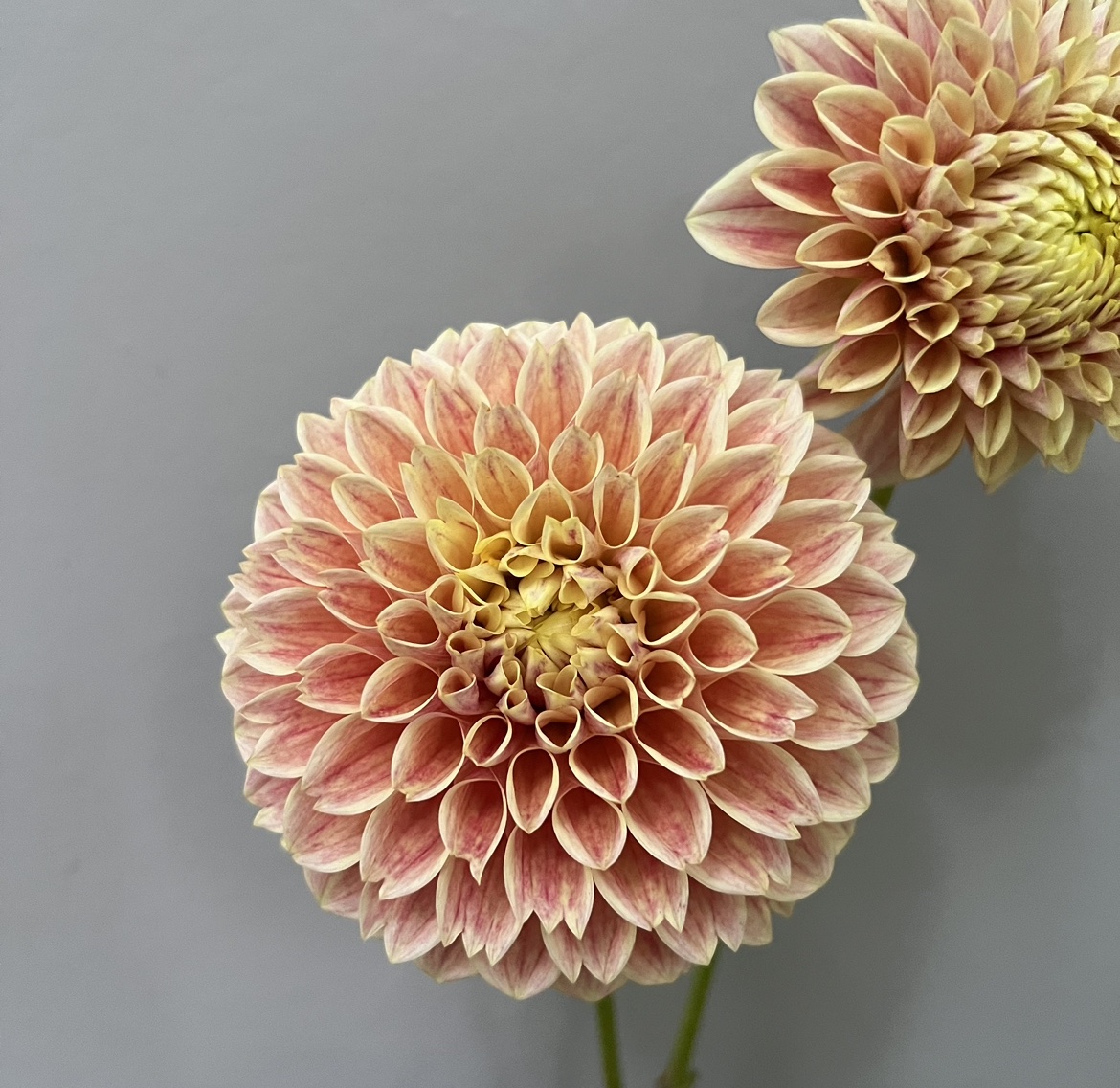 Sweet Suzanne - HARMONY IN BLOOMS