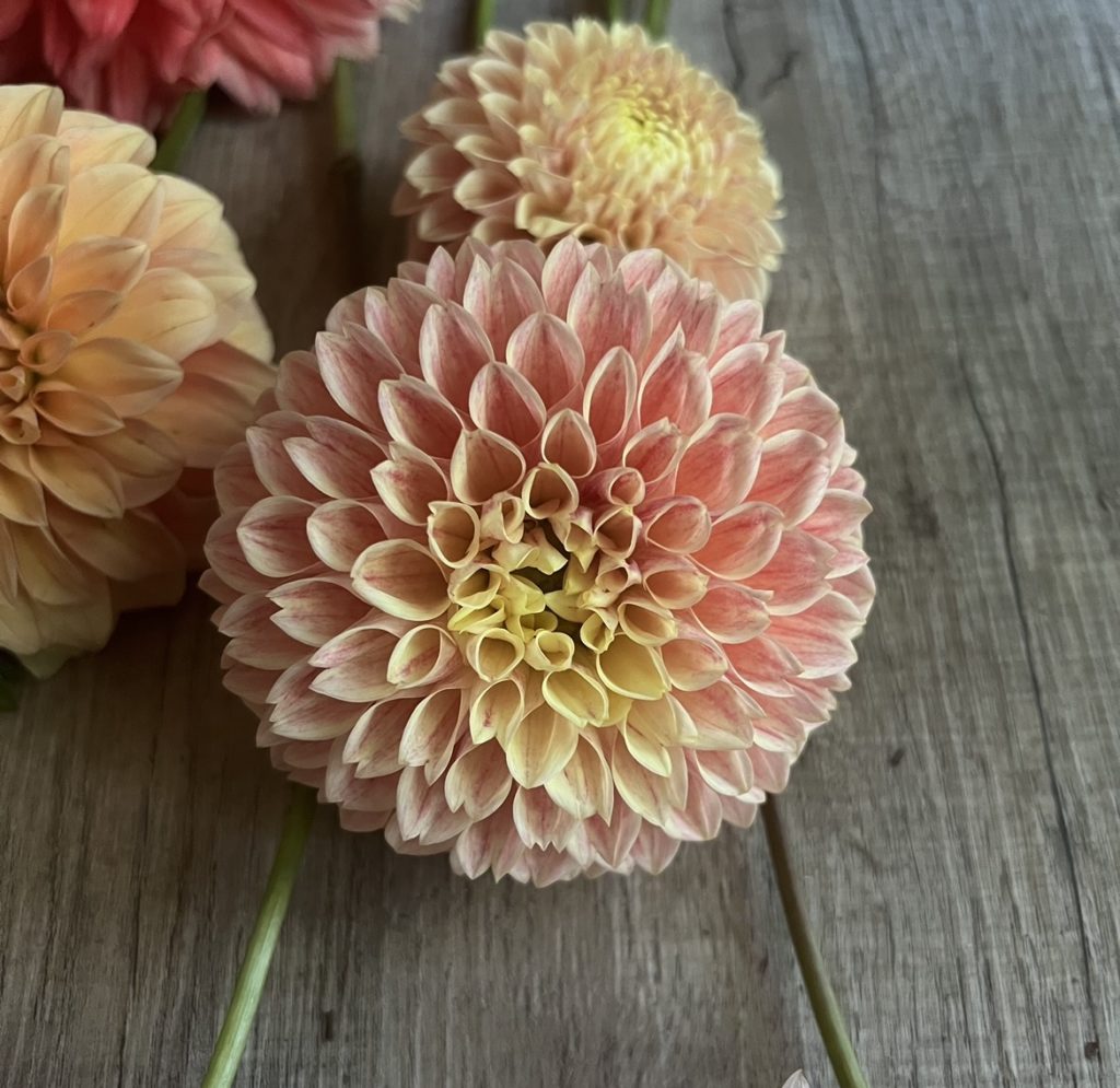 Sweet Suzanne - HARMONY IN BLOOMS