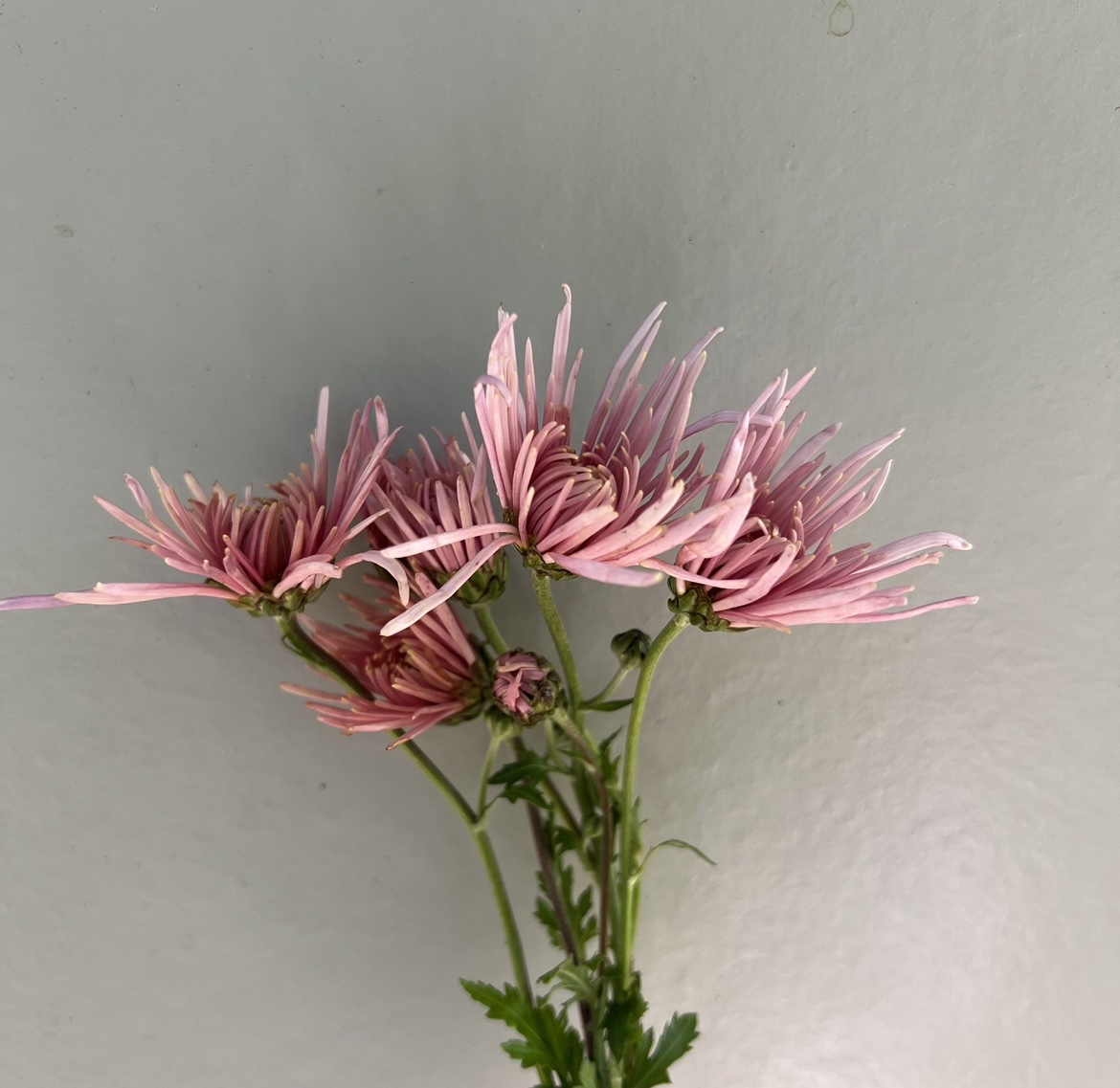 King’s Delight - HARMONY IN BLOOMS