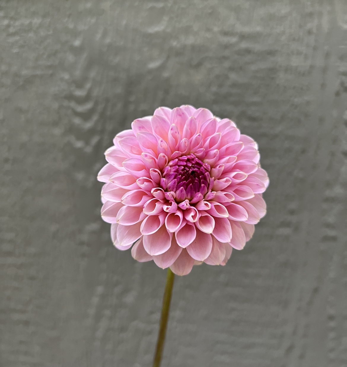 Wine Eyed Jill - HARMONY IN BLOOMS