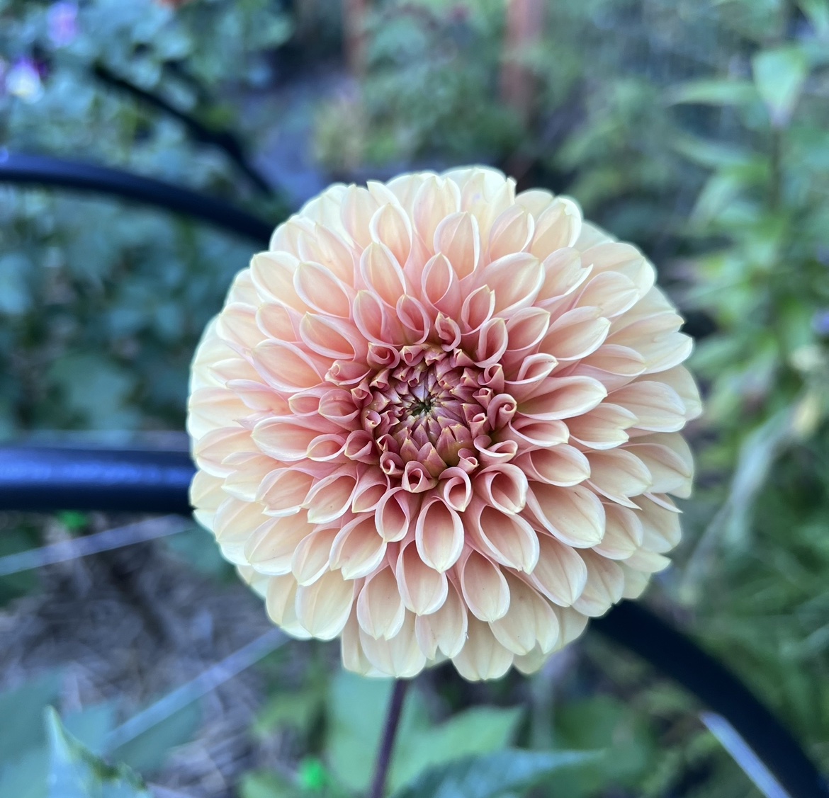 KA’s® Apricot Jam - HARMONY IN BLOOMS