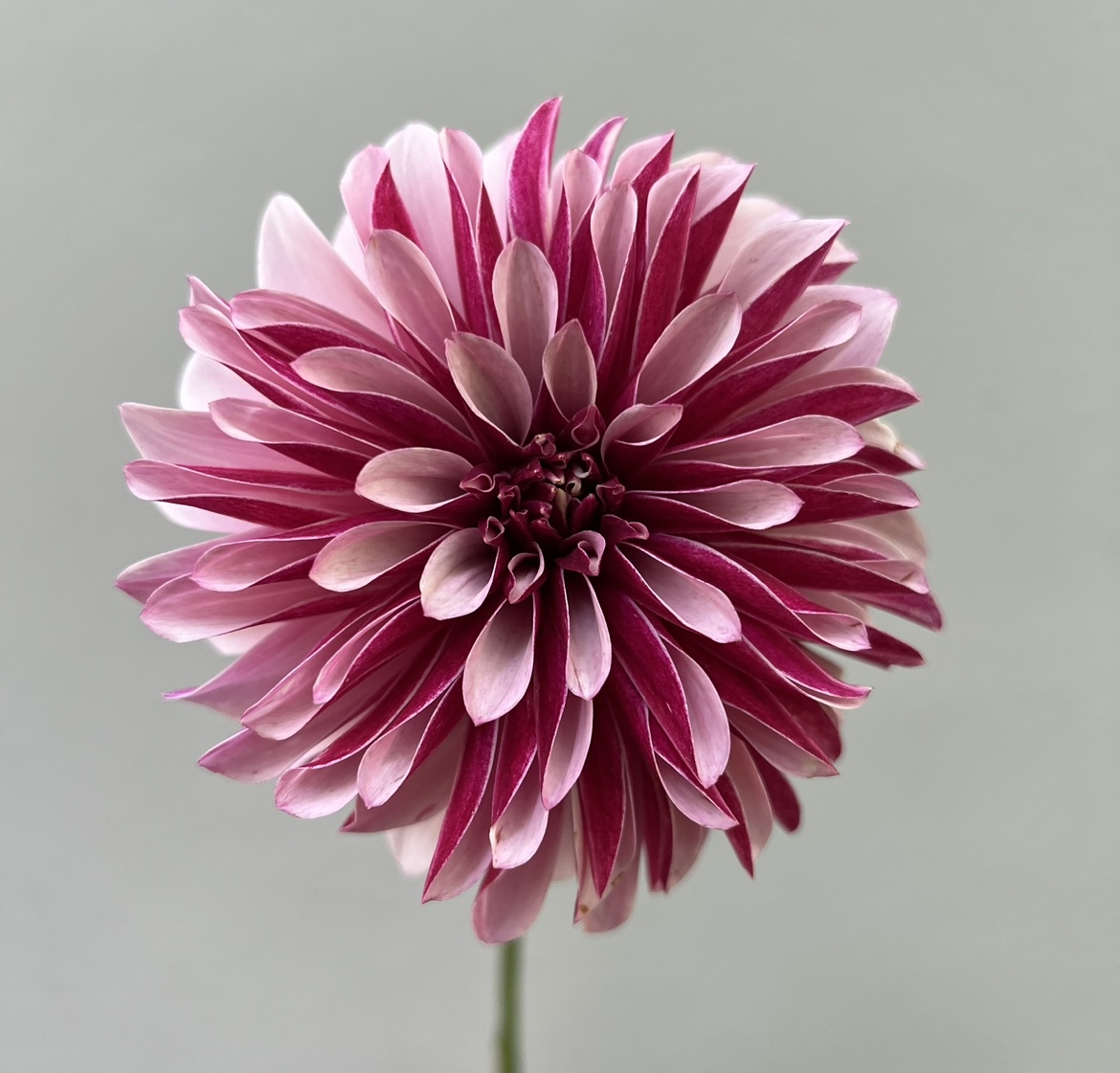 Salish Twilight Girl - HARMONY IN BLOOMS