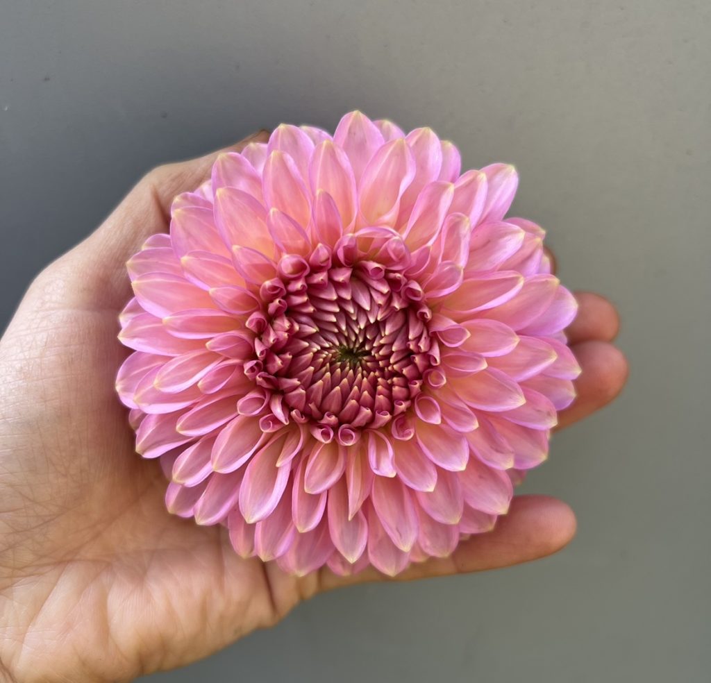 Bloomquist Pink Parfait - HARMONY IN BLOOMS